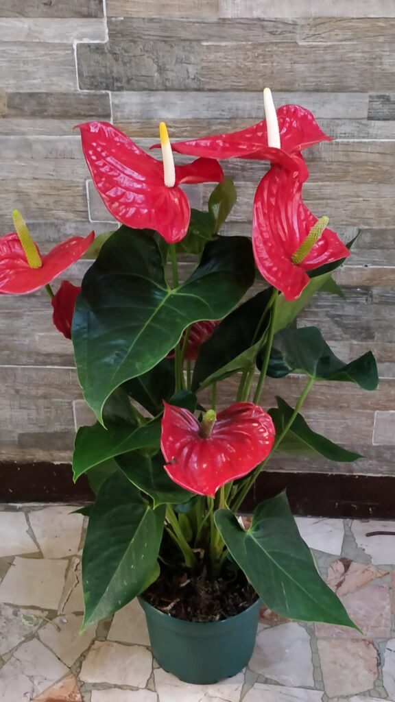 Anturim – Fioreria Floriana, vendita fiori a bologna